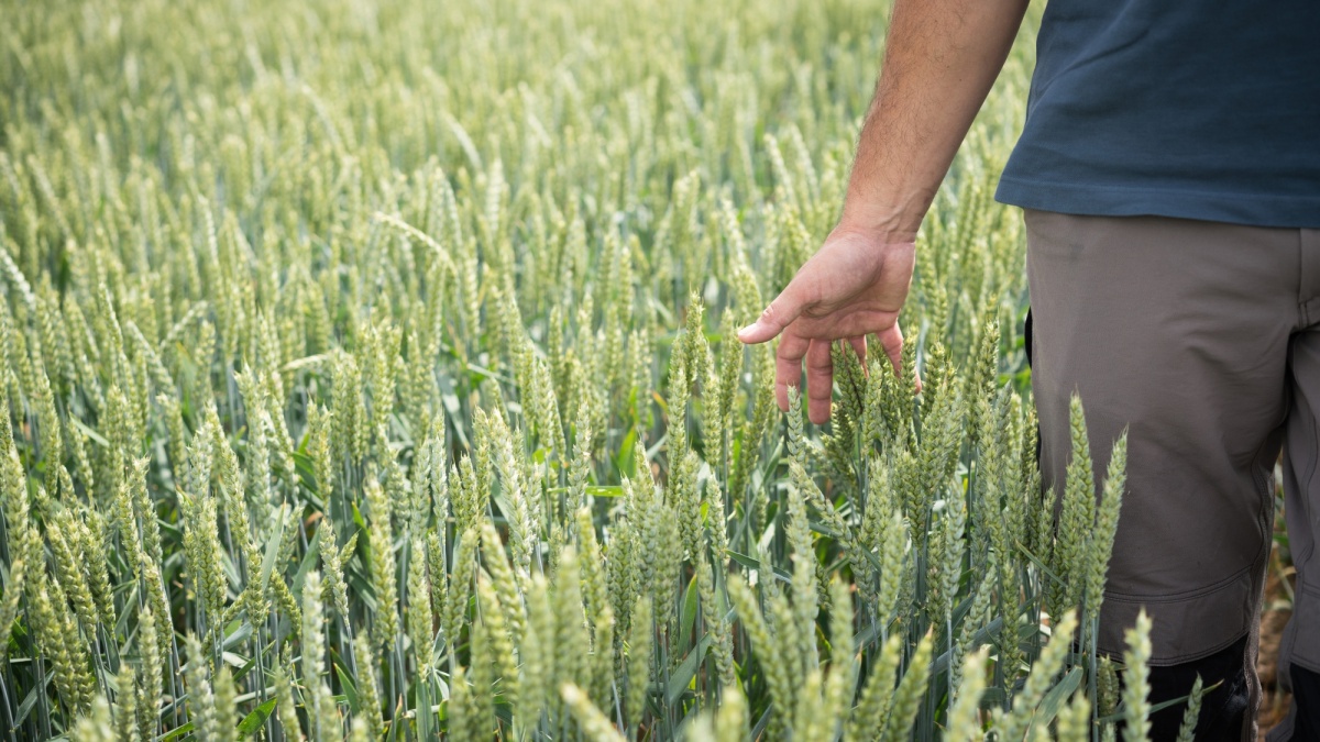Tarwe - BASF Agricultural Solutions Belgium