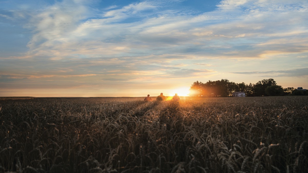 REVYTREX®, Nouveau fongicide céréales à base de Revysol®