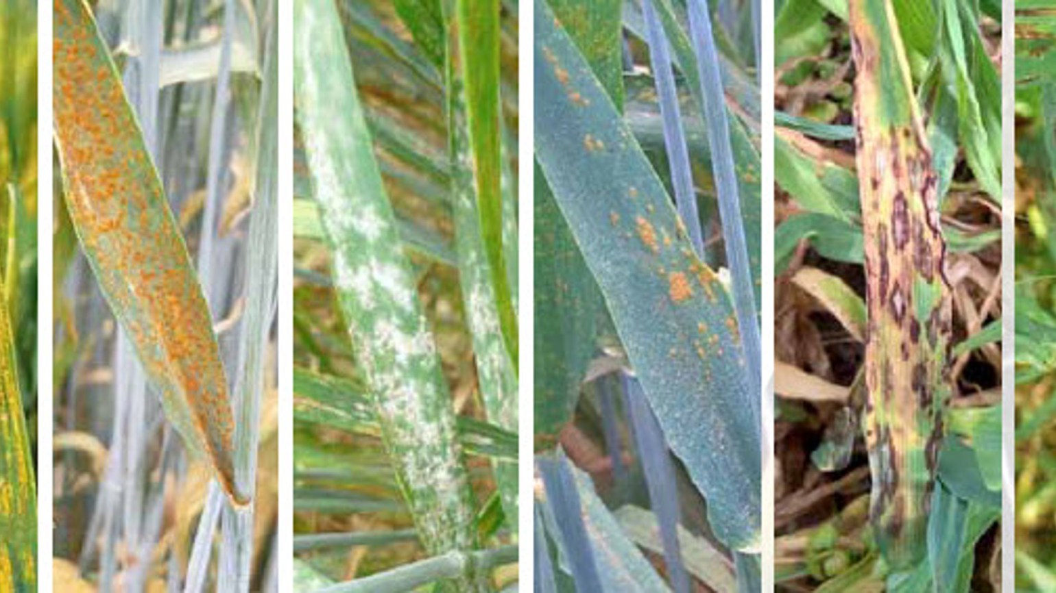 Revysol nouvelle gamme de fongicides céréales
