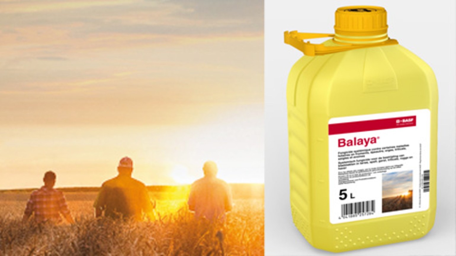 Revysol nouvelle gamme de fongicides céréales