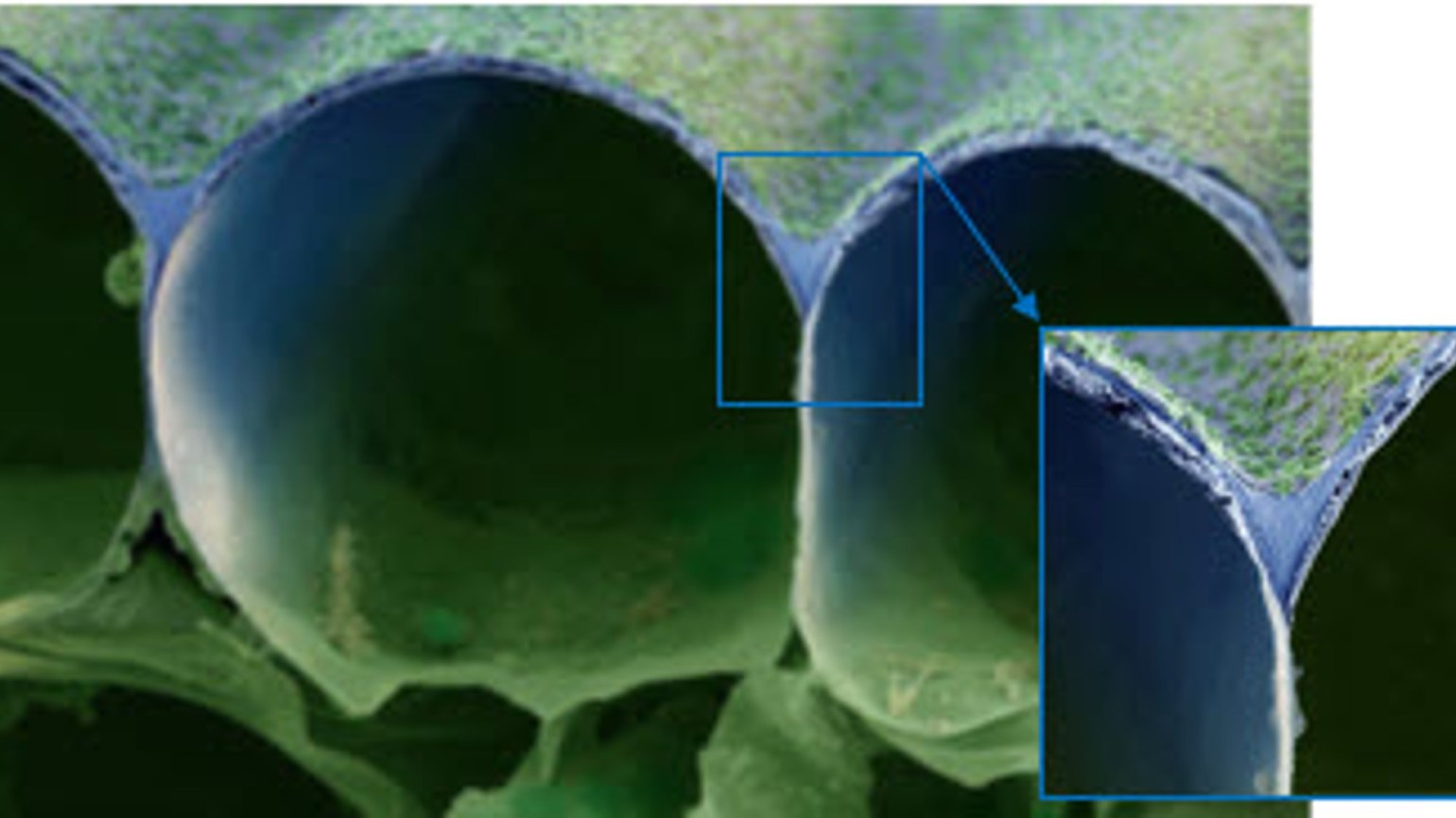 Revysol nouvelle gamme de fongicides céréales