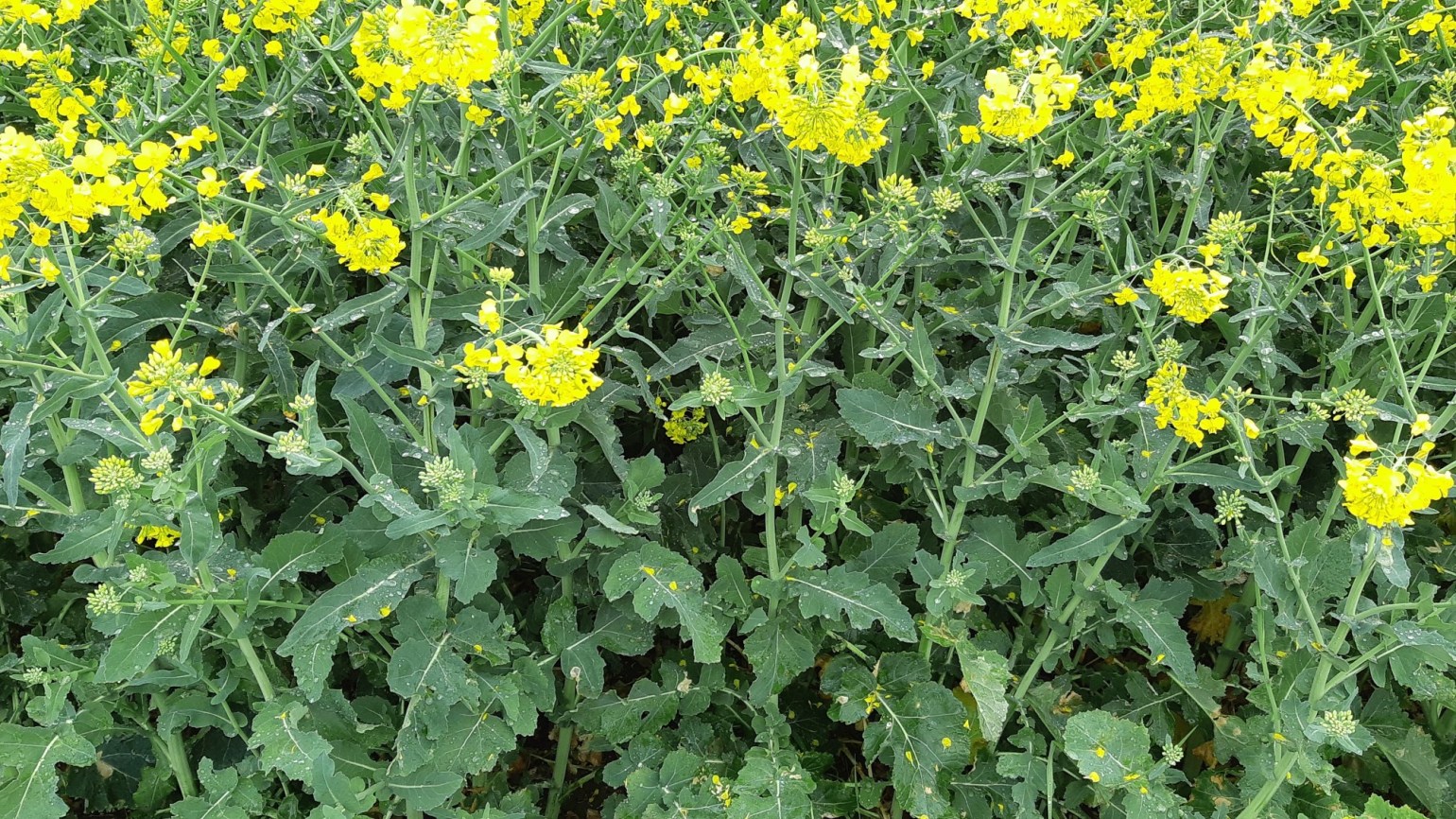 Bescherm uw koolzaad tegen sclerotinia met Pictor® Active