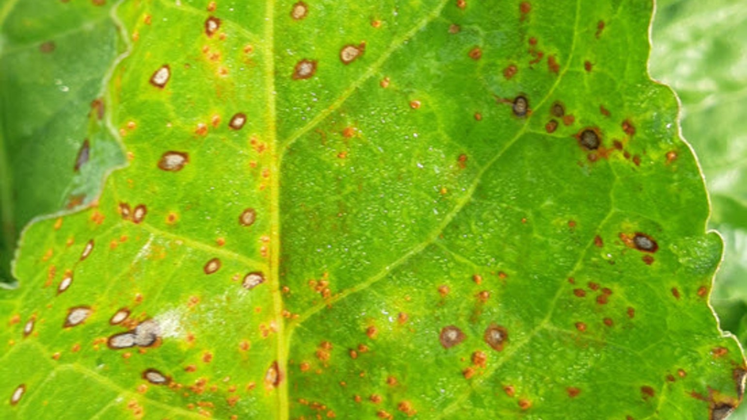 Revysol® in bieten