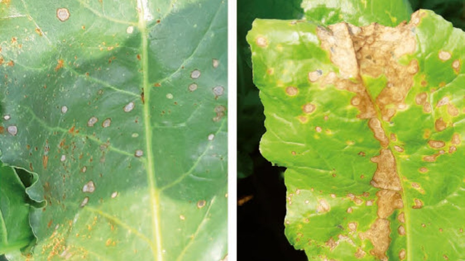 Revysol® in bieten