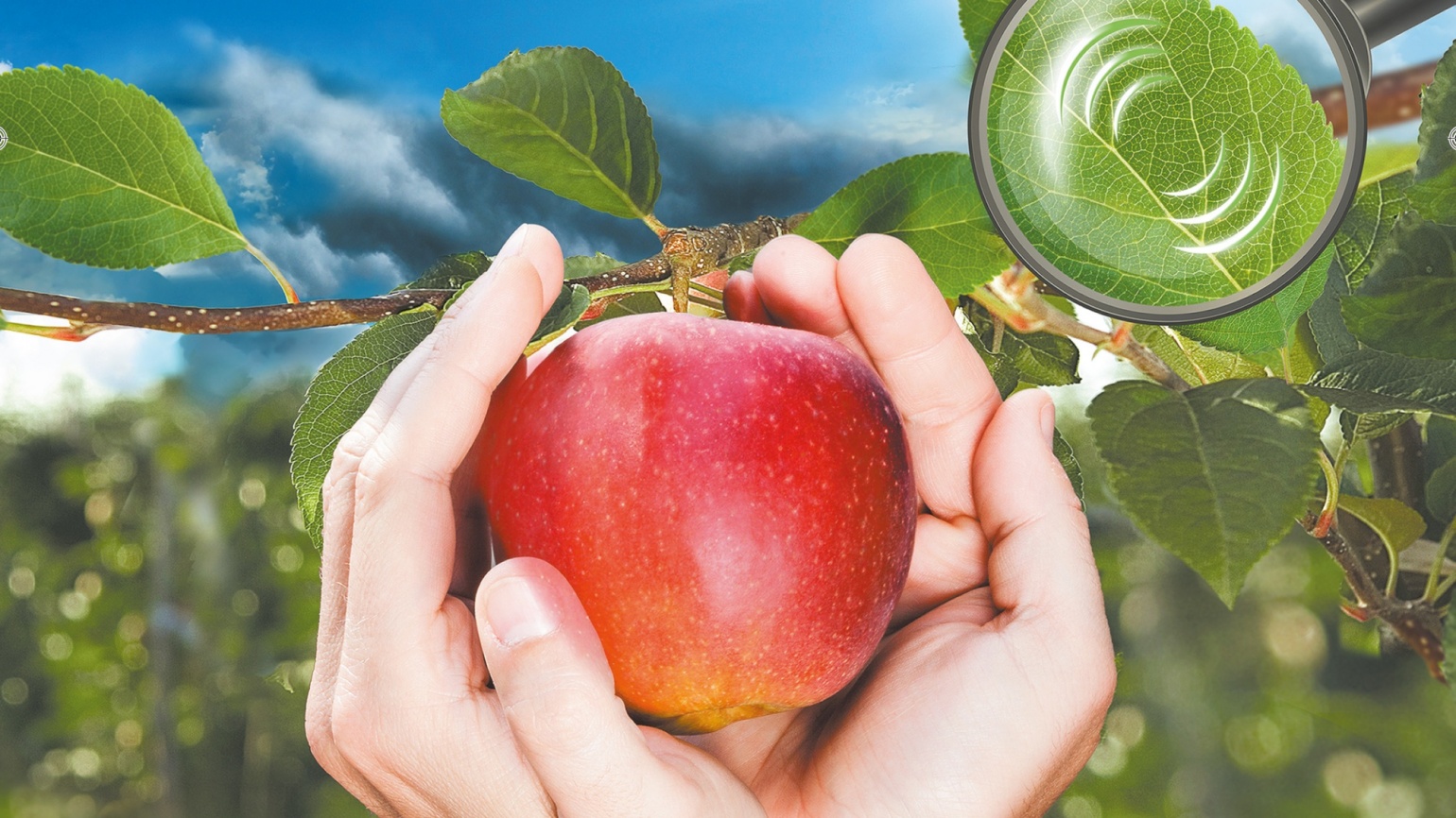 Fruits - BASF Agricultural Solutions Belgium