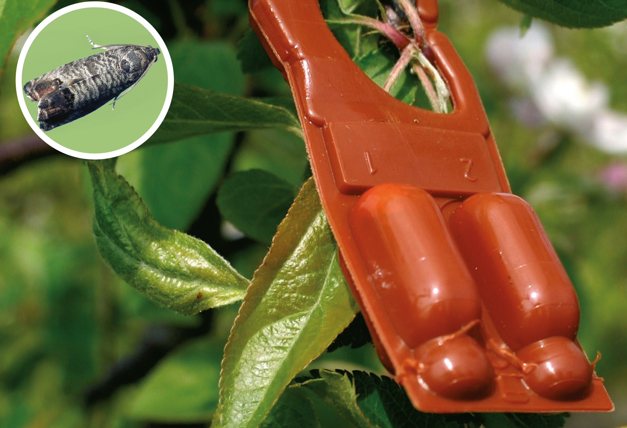 RAK® 3 - BASF Agricultural Solutions Belgium