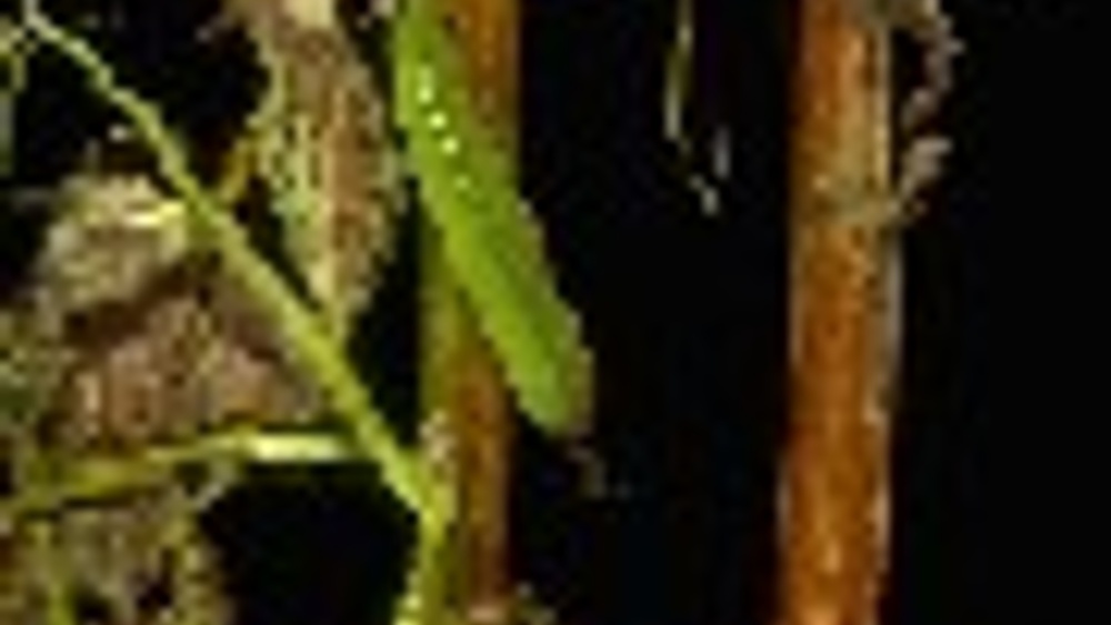 Grauwe schimmel (Botrytis fabae) - BASF Agricultural Solutions Belgium