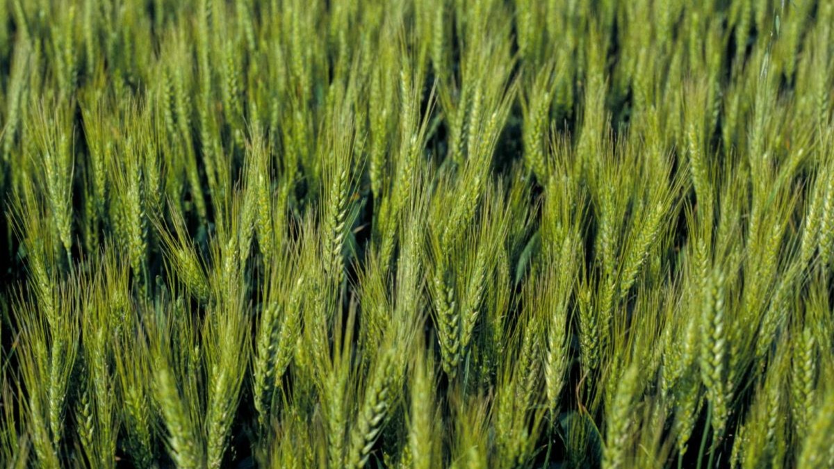 Gerst - BASF Agricultural Solutions Belgium