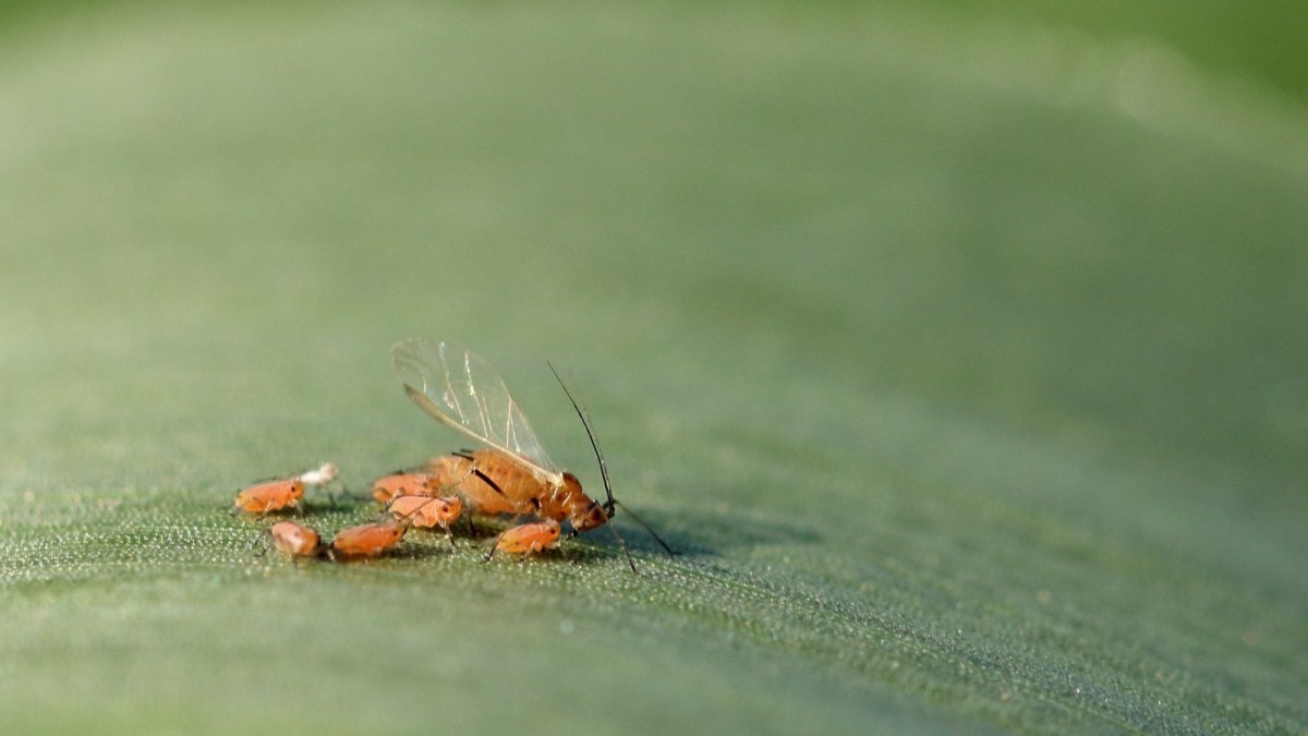 Bladluizen - BASF Agricultural Solutions Belgium