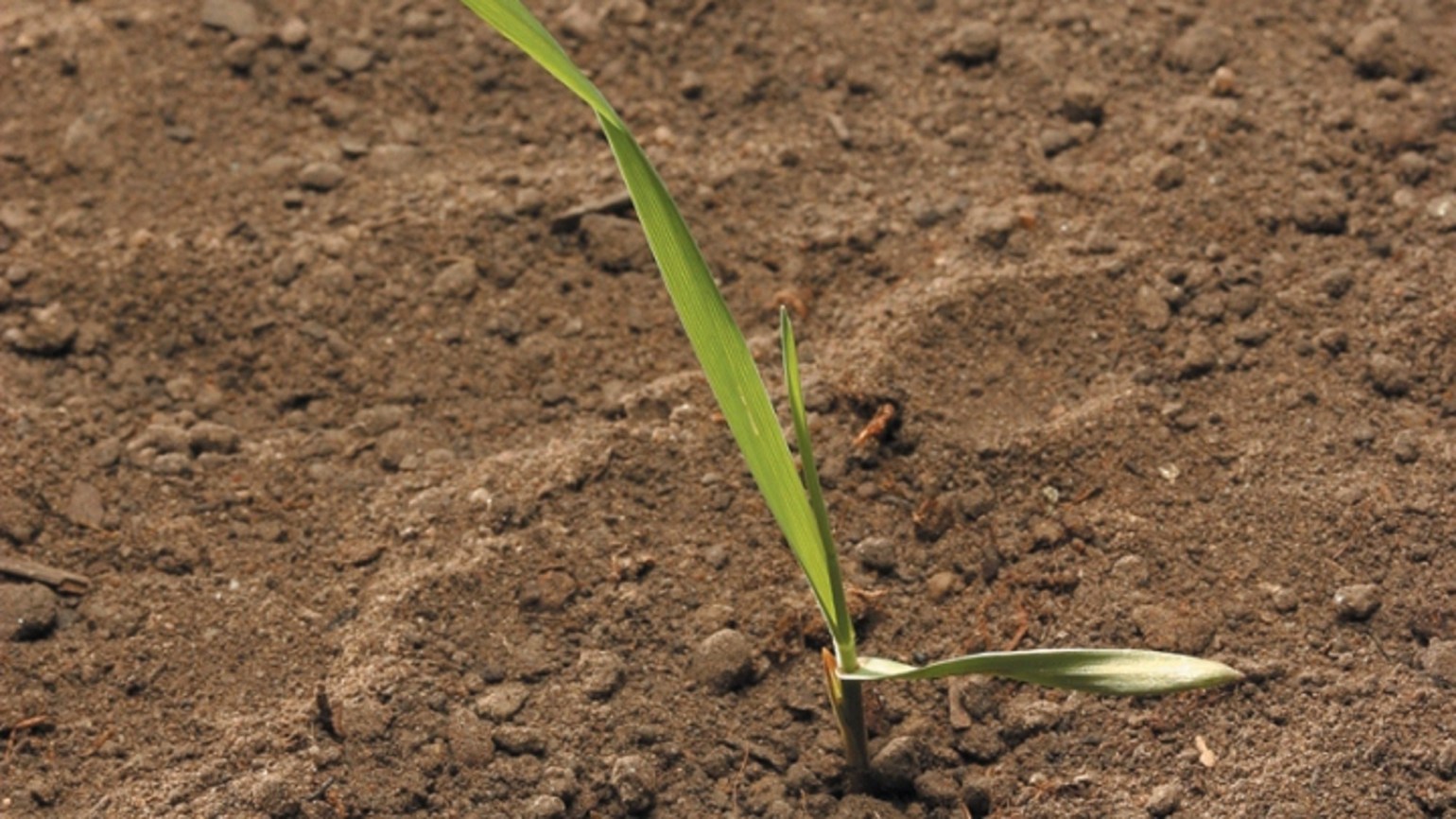 Kweekgras - BASF Agricultural Solutions Belgium