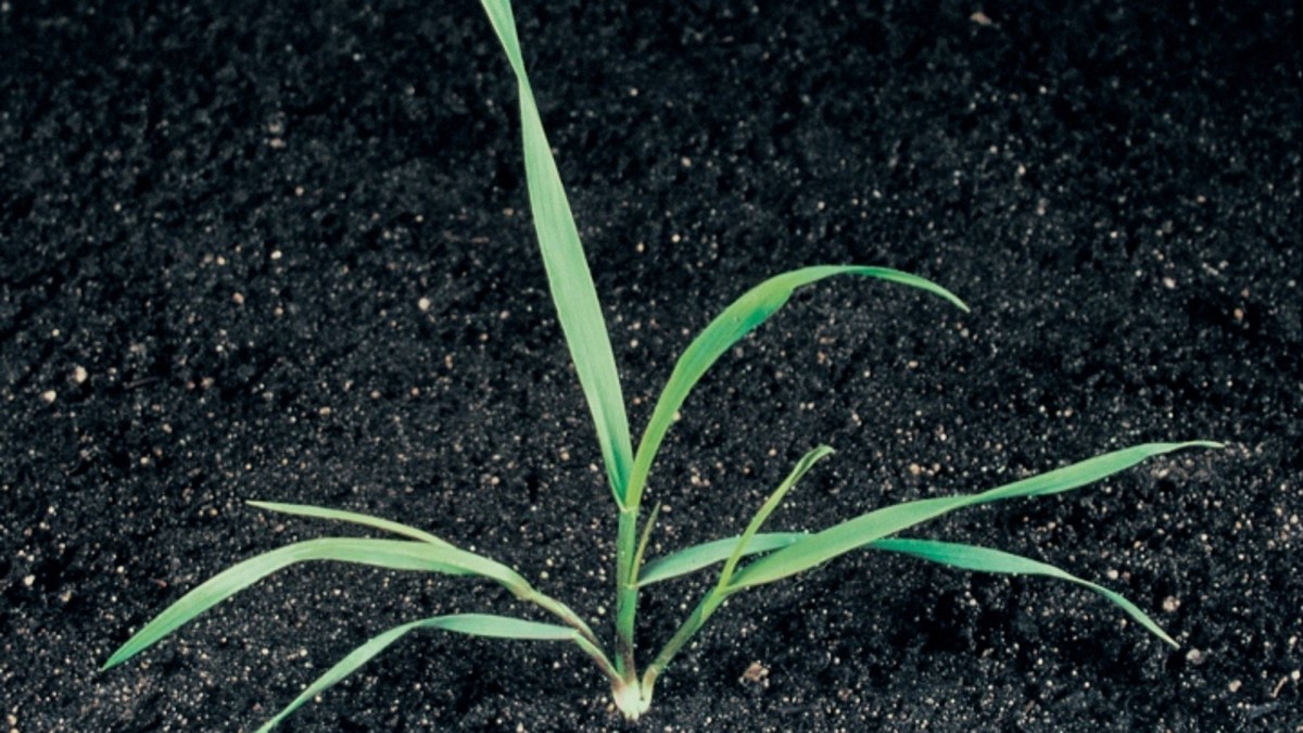 Kweekgras - BASF Agricultural Solutions Belgium