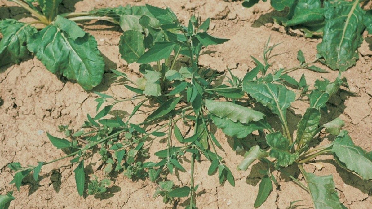 Uitstaande melde - BASF Agricultural Solutions Belgium