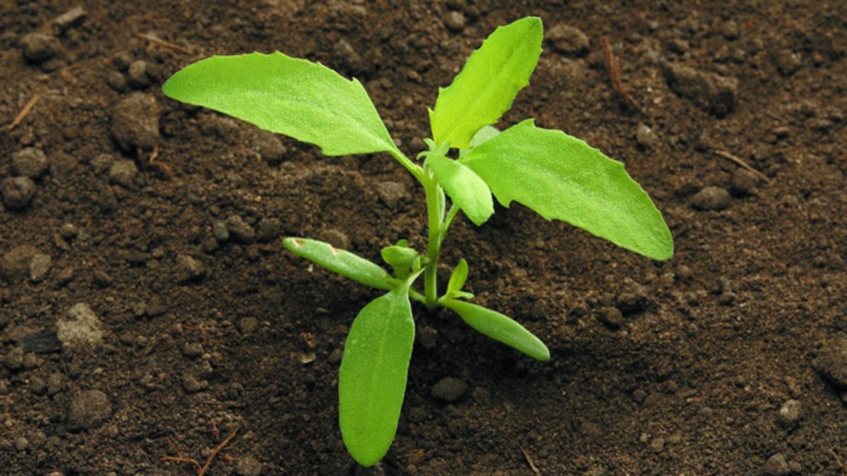 Uitstaande melde - BASF Agricultural Solutions Belgium