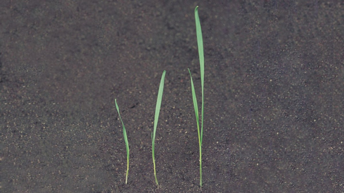 Folle Avoine - BASF Agricultural Solutions Belgium