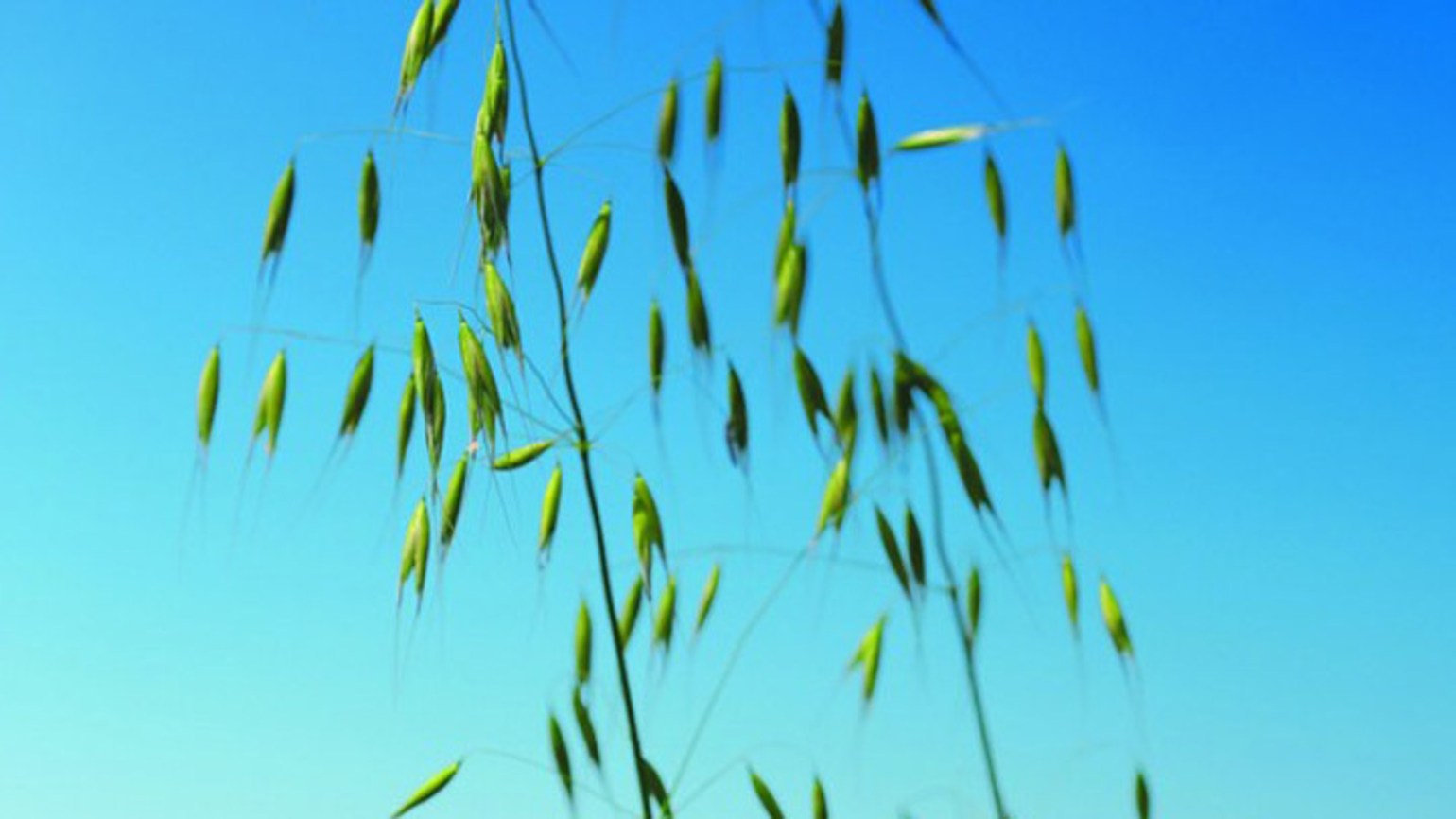 Folle Avoine - BASF Agricultural Solutions Belgium