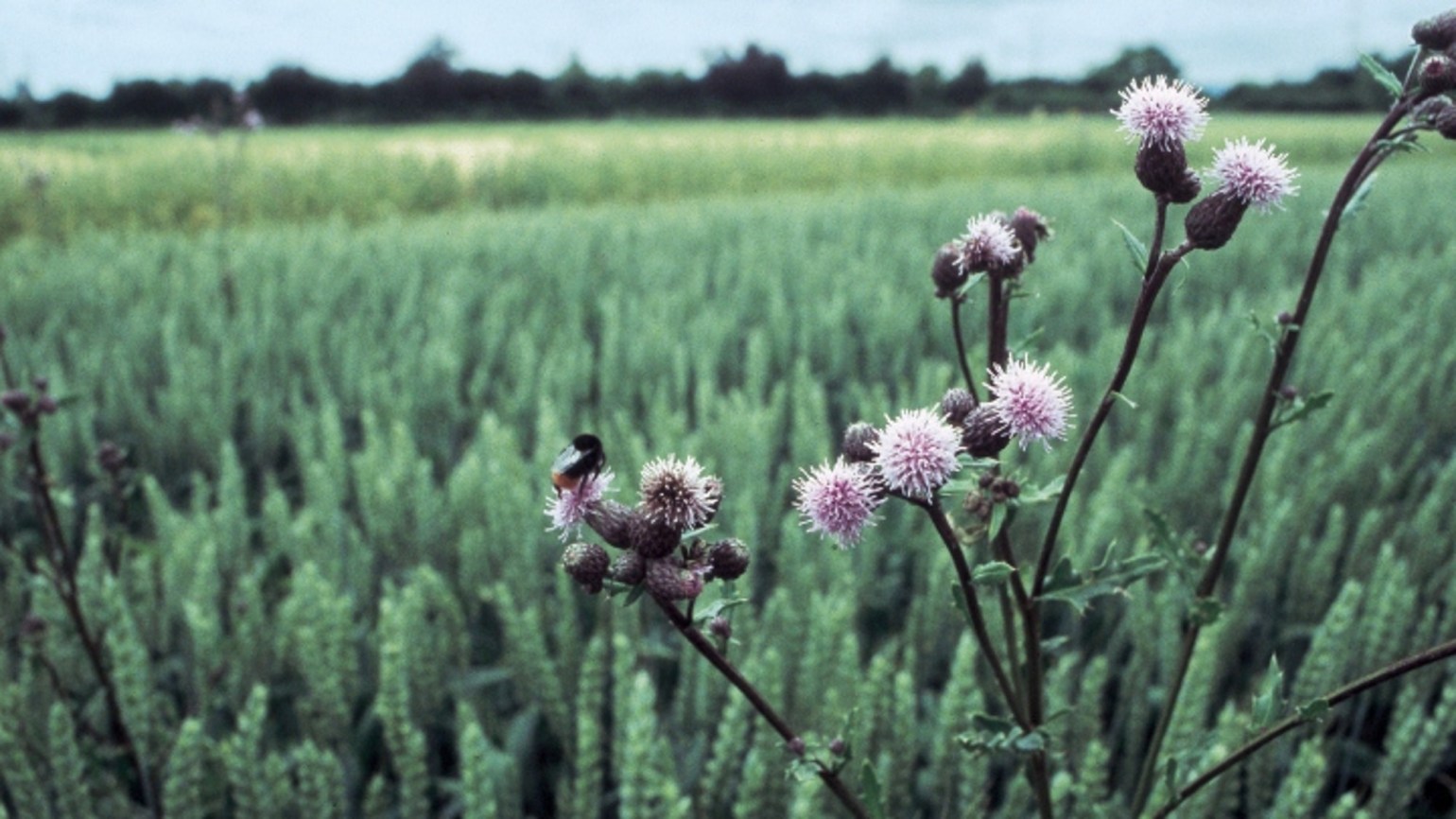 Akkerdistel | BASF