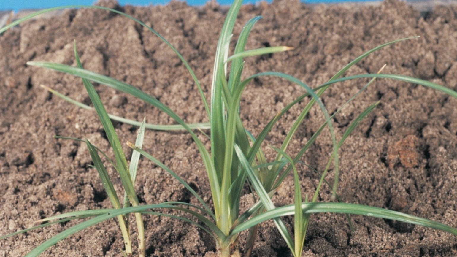 Souchet Comestible - BASF Agricultural Solutions Belgium