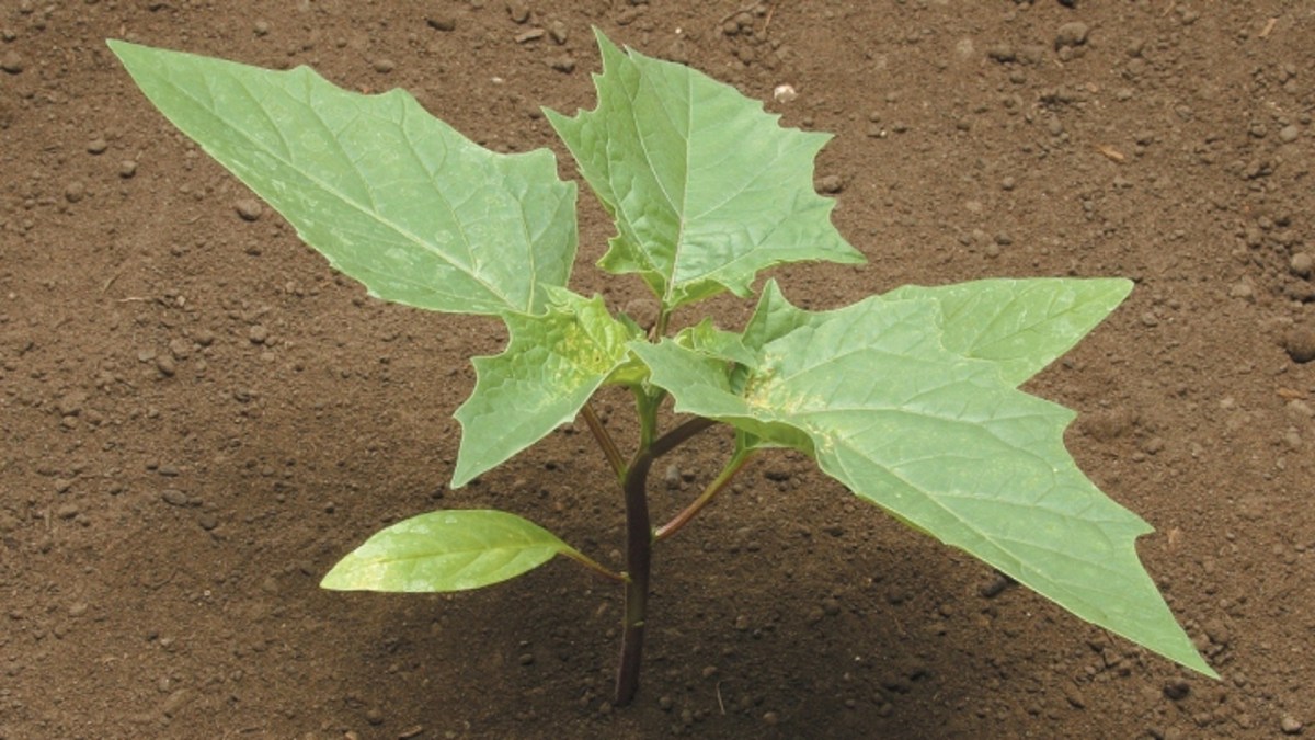 Stramoine - BASF Agricultural Solutions Belgium