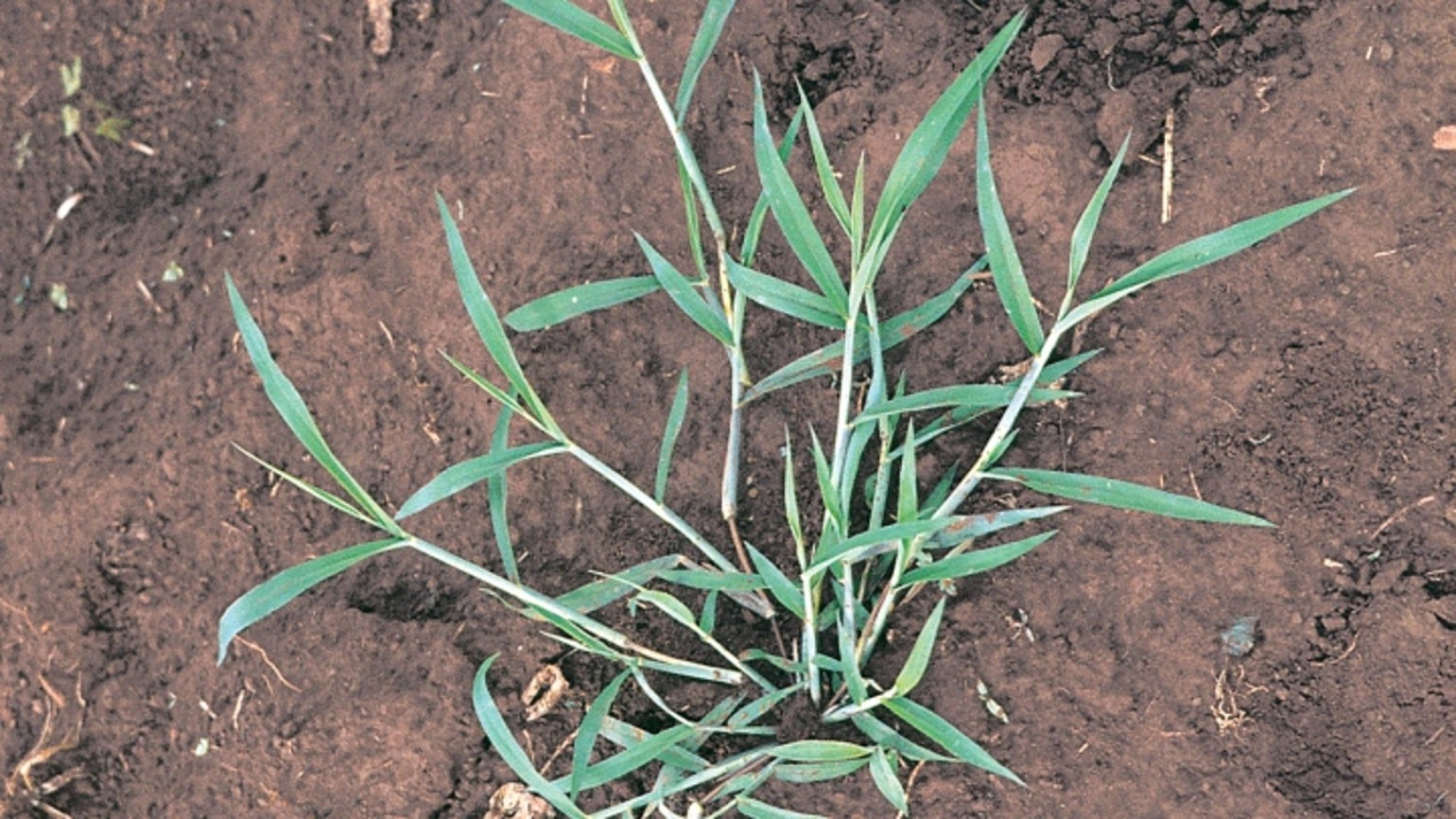 Glad vingergras - BASF Agricultural Solutions Belgium