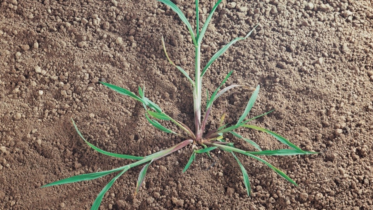 Hanenpoot - BASF Agricultural Solutions Belgium