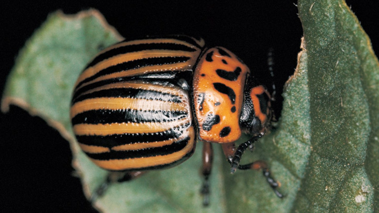 Coloradokever - BASF Agricultural Solutions Belgium