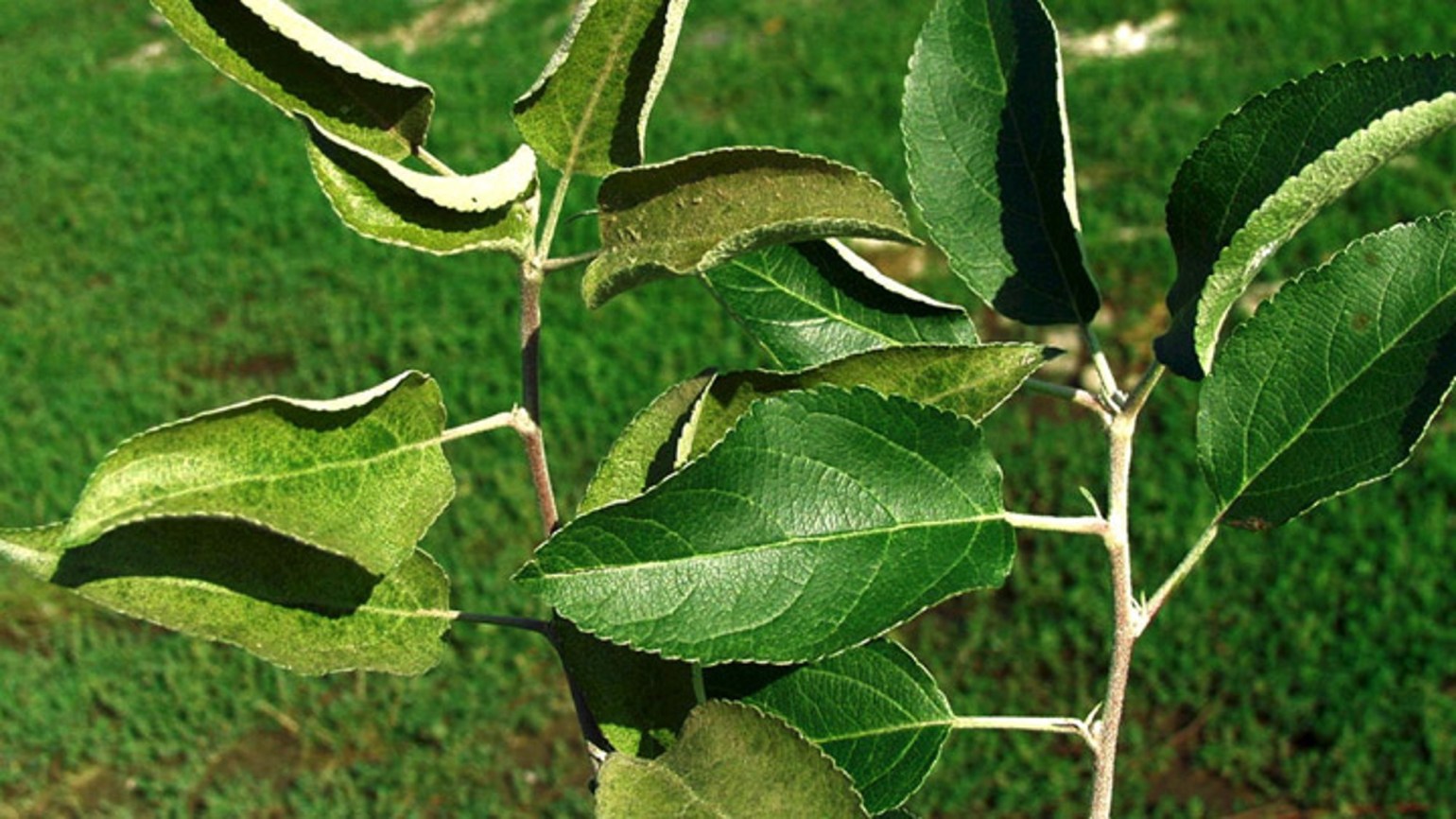 Rode spin - BASF Agricultural Solutions Belgium