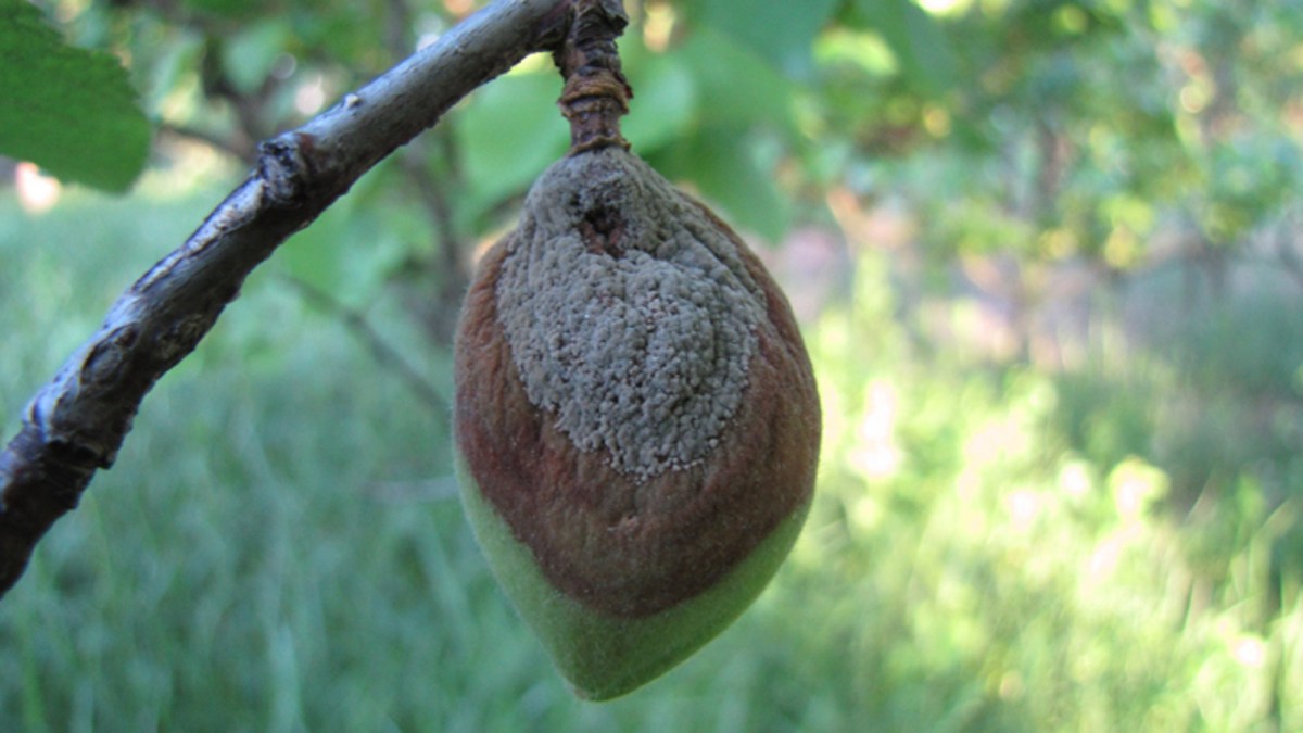 Moniliose Monilia - BASF Agricultural Solutions Belgium