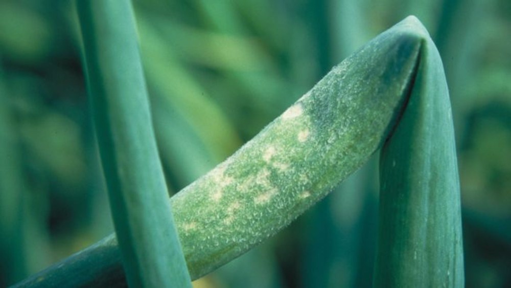 Mildiou De L'Oignon - BASF Agricultural Solutions Belgium
