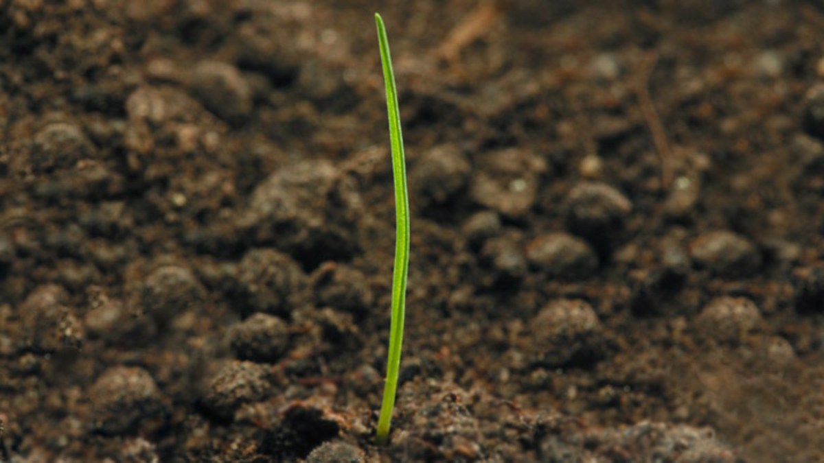 Straatgras : definitie en hoe bestrijden | BASF