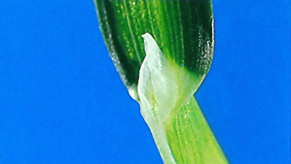 Straatgras : definitie en hoe bestrijden | BASF