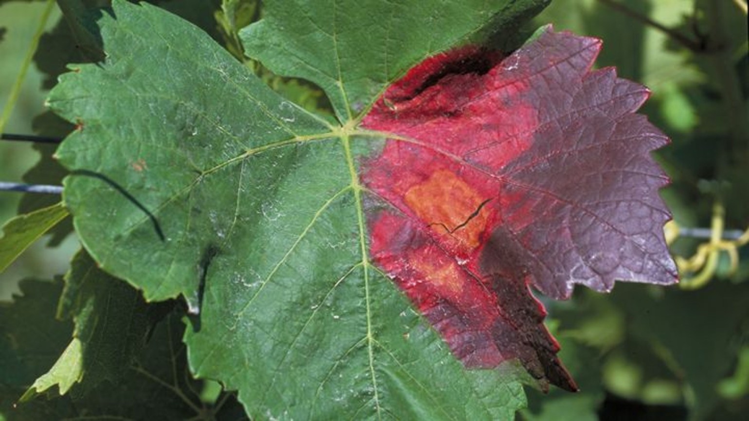 Rode brand - BASF Agricultural Solutions Belgium