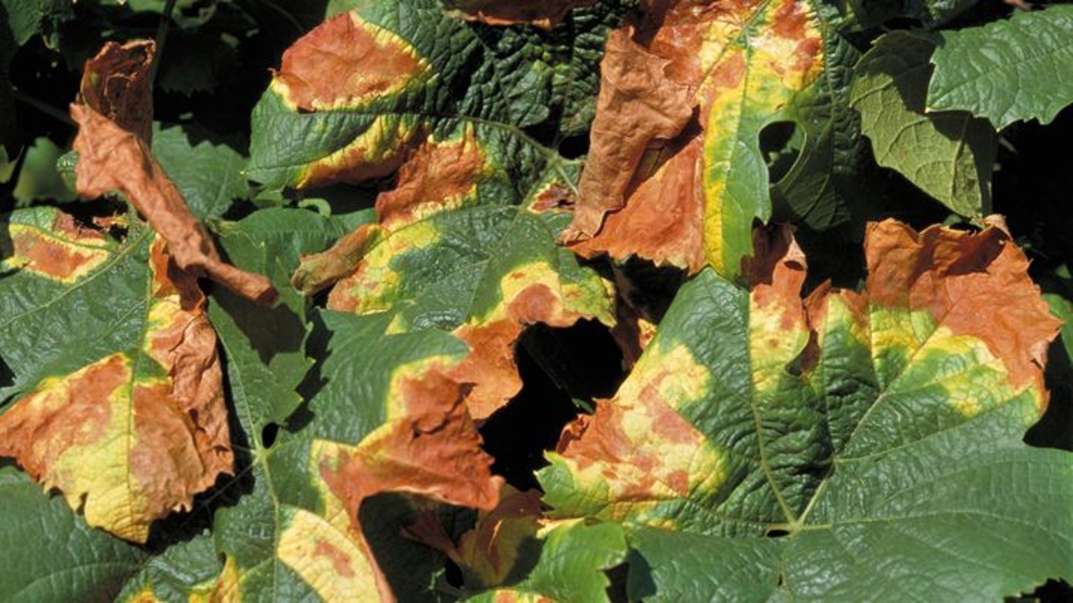 Rode brand - BASF Agricultural Solutions Belgium