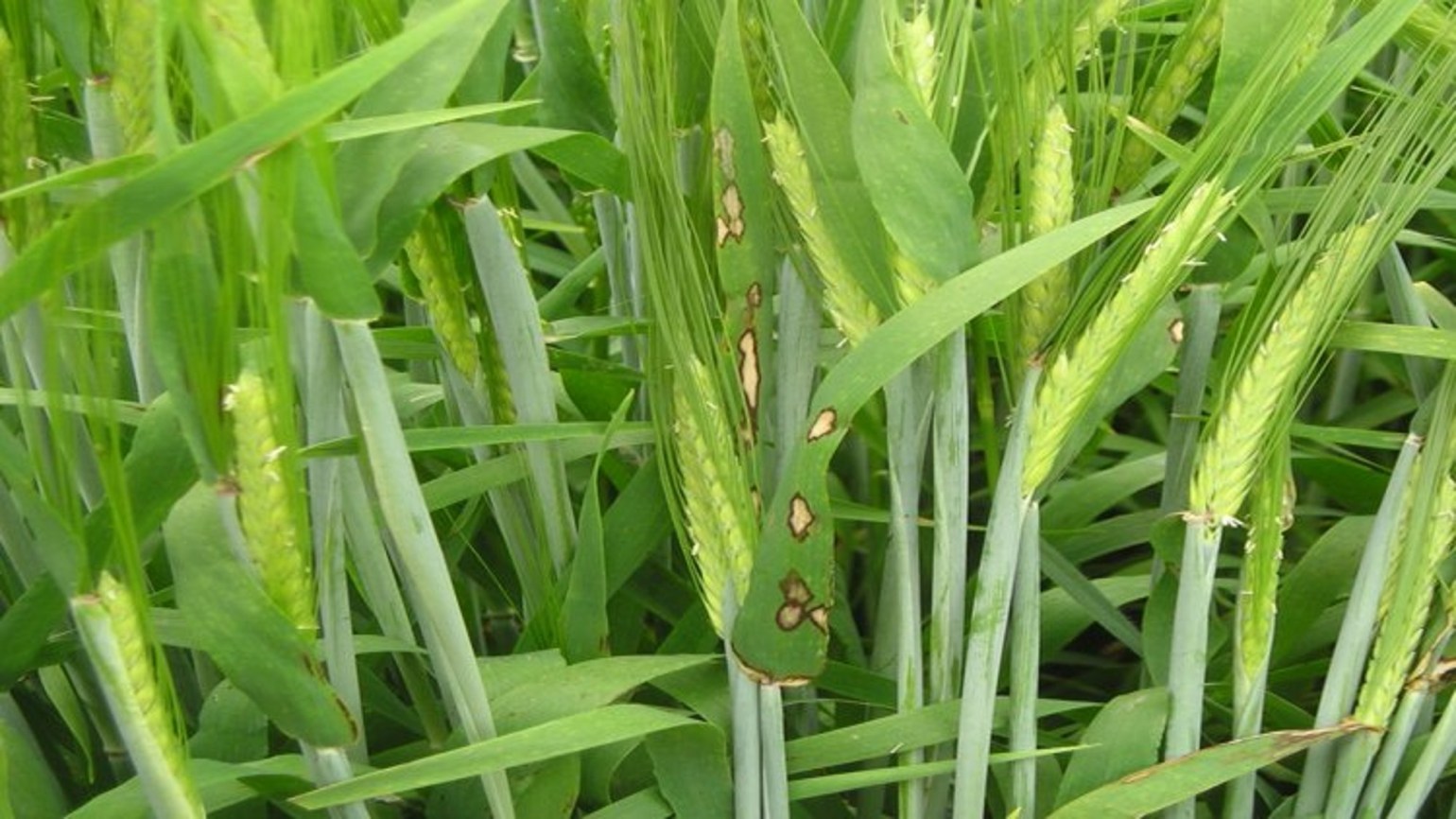 Bladvlekkenziekte gerst - BASF Agricultural Solutions Belgium
