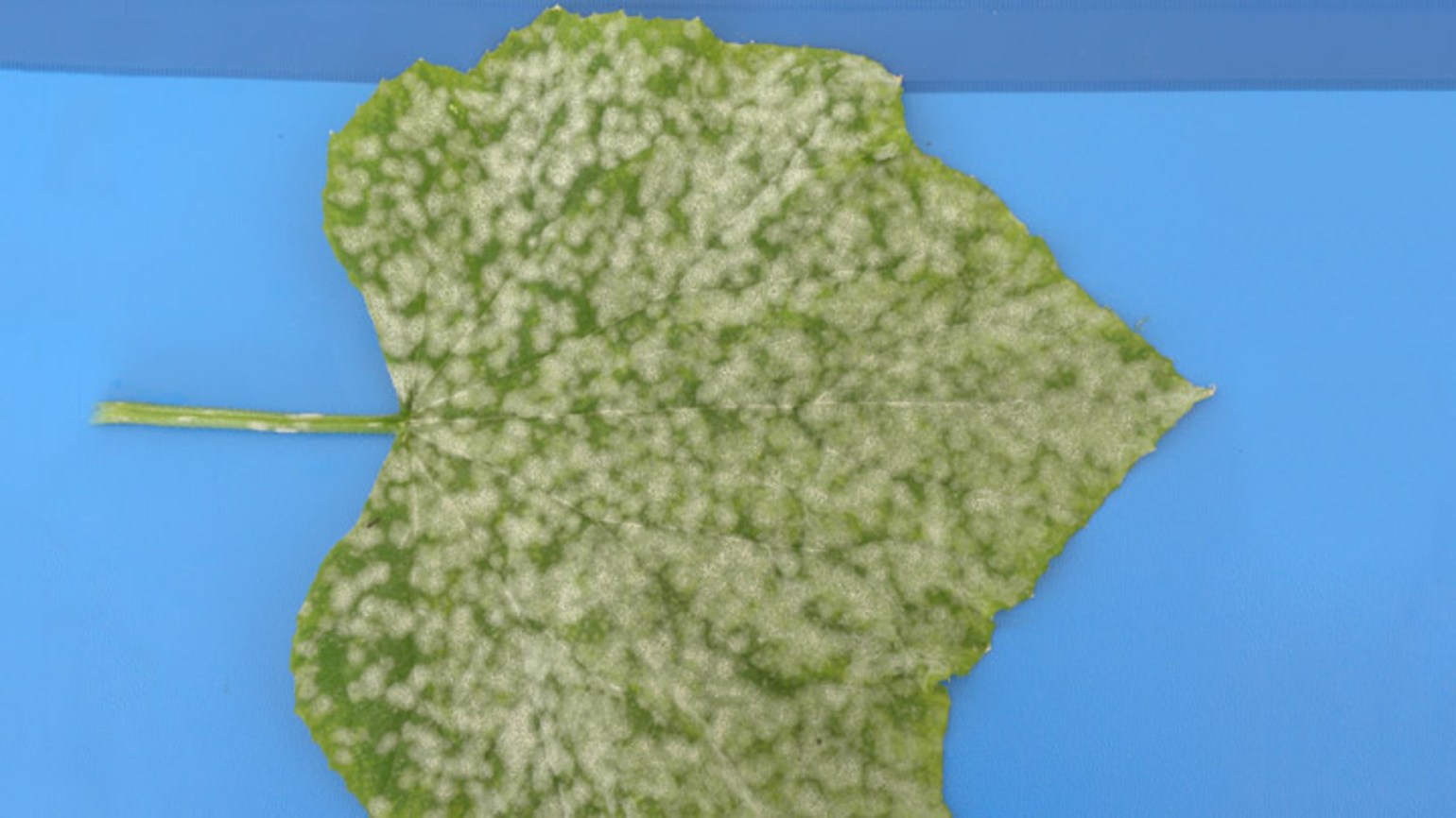 Oïdium (Sphaerotheca fuliginea) - BASF Agricultural Solutions Belgium