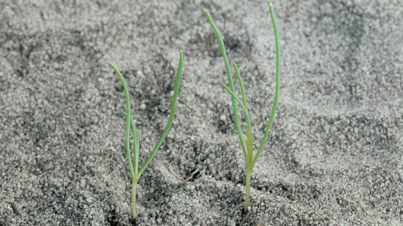 Spergule - BASF Agricultural Solutions Belgium