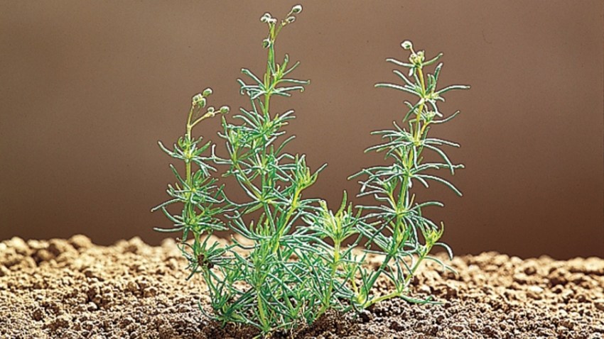 Spergule - BASF Agricultural Solutions Belgium