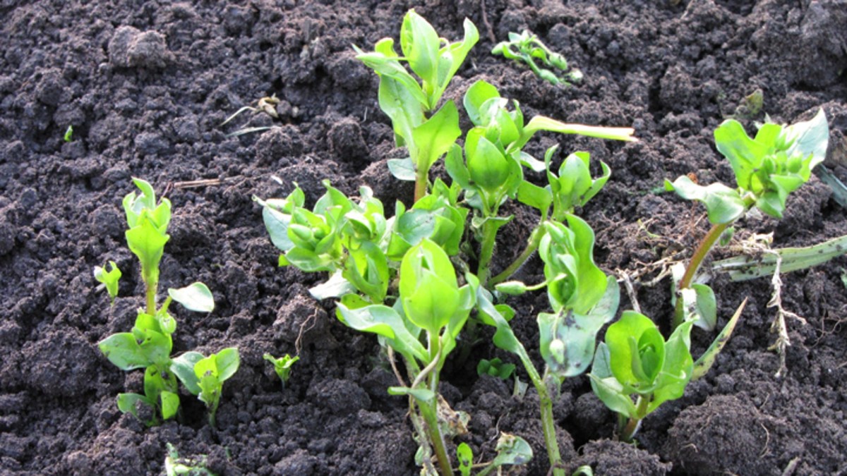 Mouron Des Oiseaux - BASF Agricultural Solutions Belgium