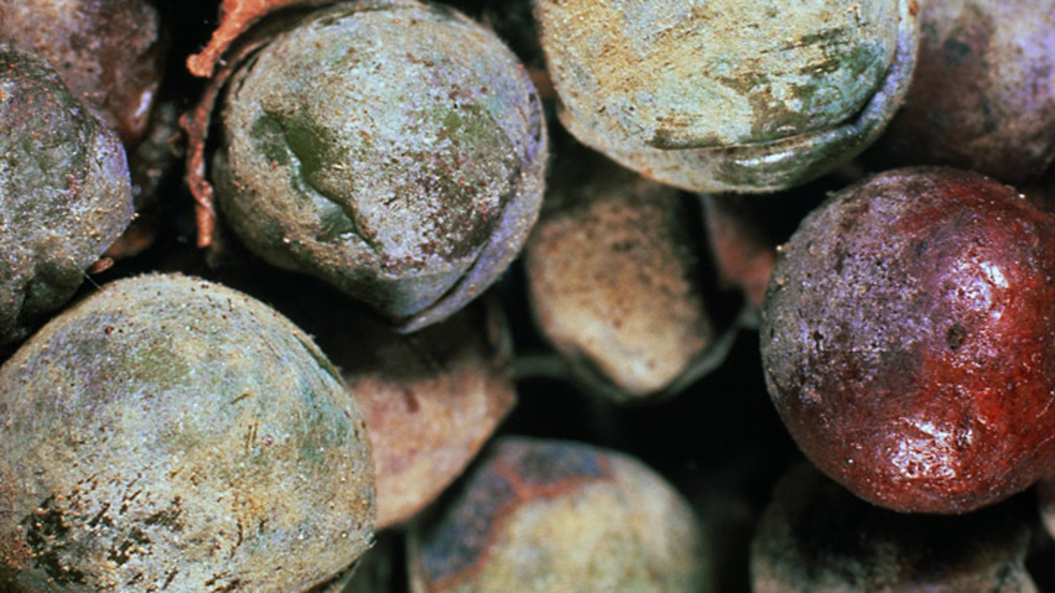 Oïdium vigne - Maladie fongique : informations et traitement