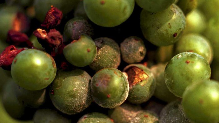 Oïdium vigne - Maladie fongique : informations et traitement